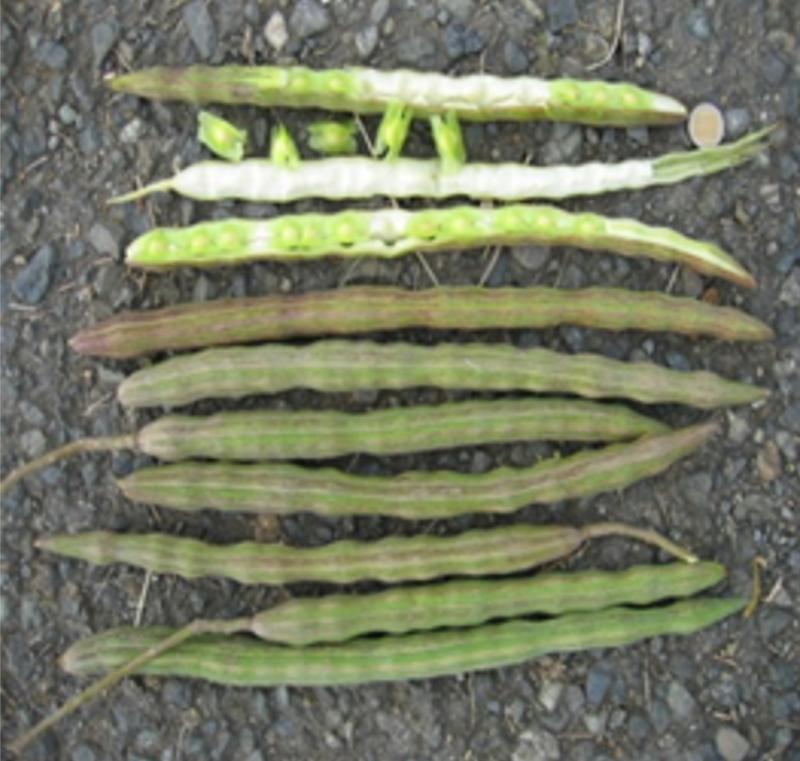 સરગવો- એક અદભુત છોડ