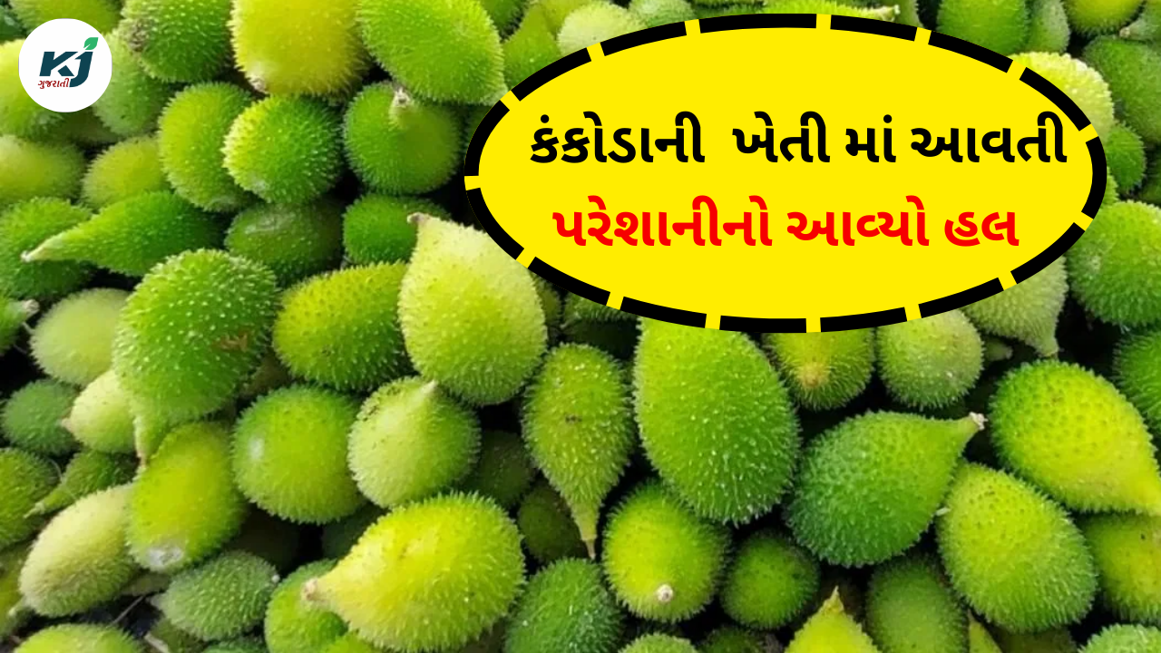 Kankoda : સ્વાદિષ્ટ, પૌષ્ટિક અને અનેક બિમારીનો રામબાણ ઈલાજ કંકોડાની ...