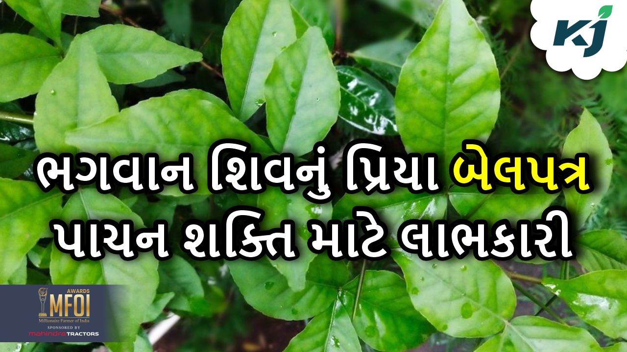 ભગવાન શિવના પ્રિય બેલ પત્રના છે ઘણા ફાયદા, દર રોજ આવી રીતે કરો સેવન