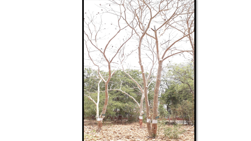 આદિવાસીઓની આજીવિકા પુરુ પાડતું મહત્વપૂર્ણ વૃક્ષ: કડાયો