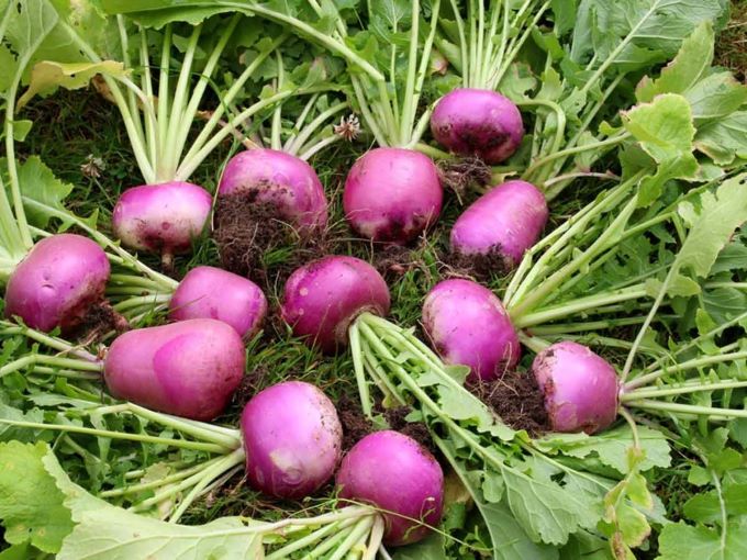 સલગમની ખેતી: વૈજ્ઞાનિક પદ્ધતિથી સલગમની ખેતી કરીને વધુ નફો મેળવો