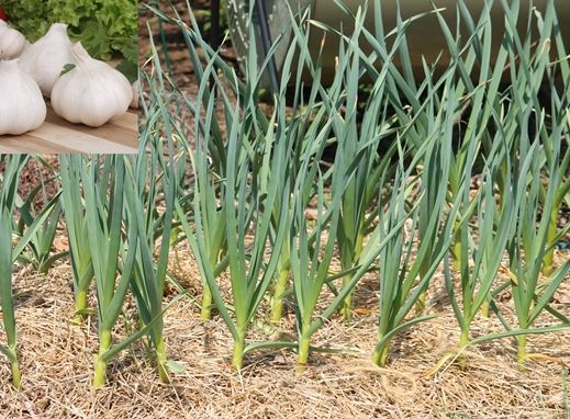 Garlic Yields લસણની આ પાંચ જાતો સારી ઉપજ આપે છે, 140 દિવસમાં બનીને થઈ ...