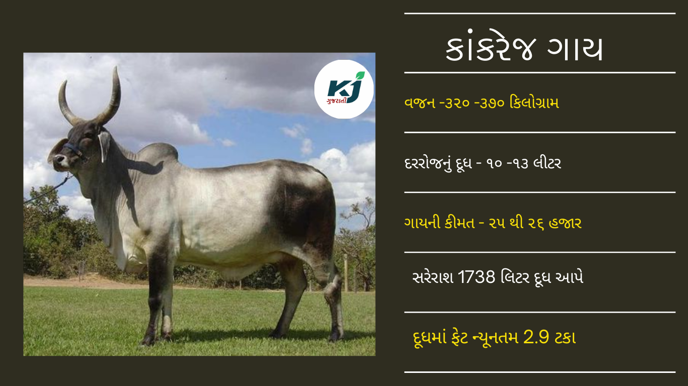 Kankrej Cow: કાંકરેજ ગાય ગુજરાતનું ગૌરવ, રોજ આપે છે 10-15 લિટર દૂધ ...