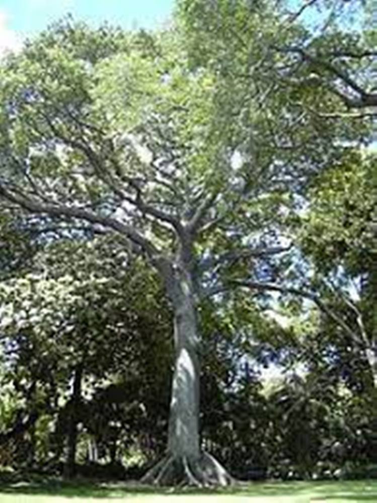 કુદરતી રેસા આપતુ વૃક્ષ સીબા પેન્ટેન્ડ્રા (કપોક, સફેદ શીમળો)